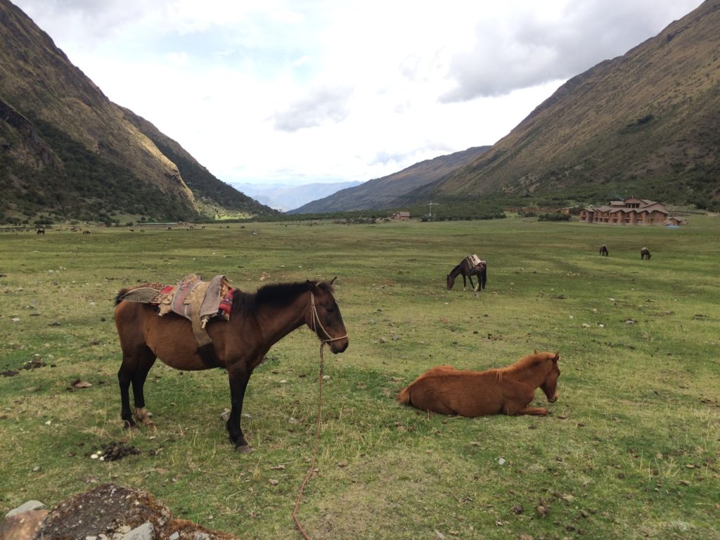 Hiking to Machu Picchu, vomit, diarrhea and no bathroom - Chelsey ...